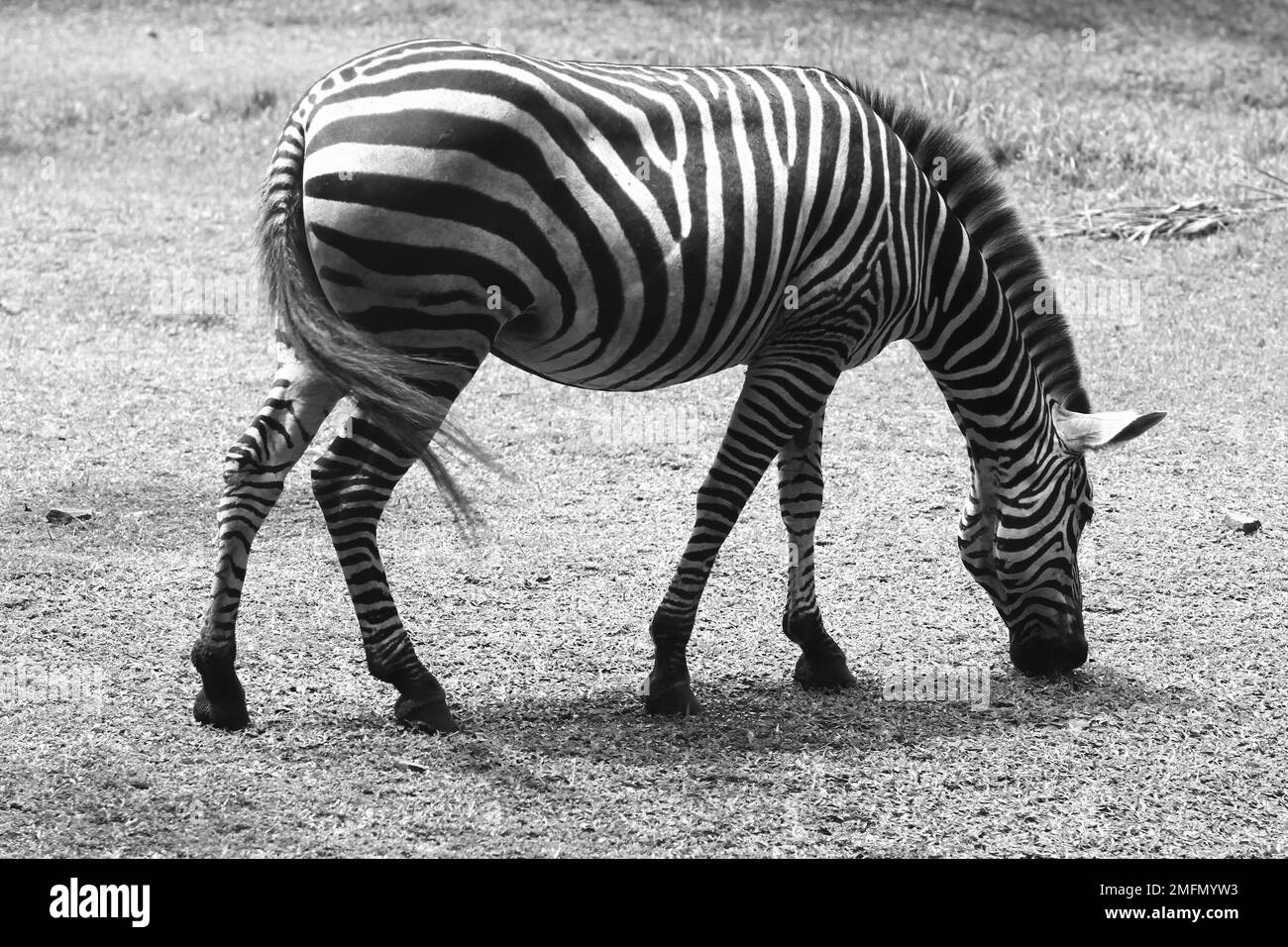 Tiger walking forward Black and White Stock Photos & Images - Alamy