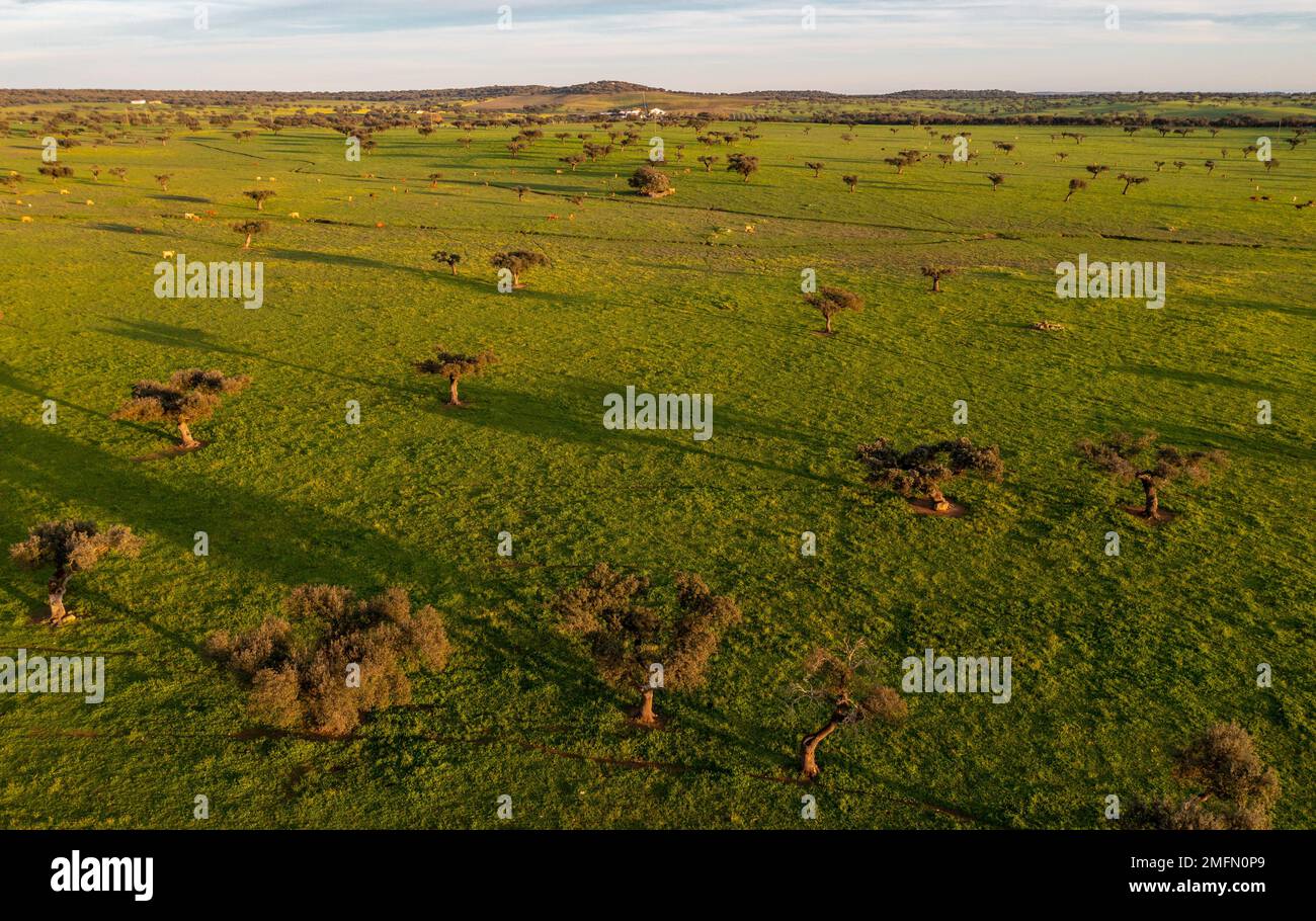 Aerial view of the countryside of the Alentejos Farm Ranches Stock ...