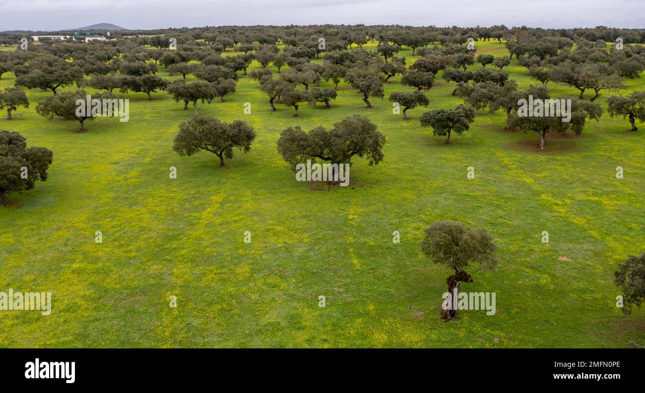 Aerial view of oak trees hi-res stock photography and images - Alamy