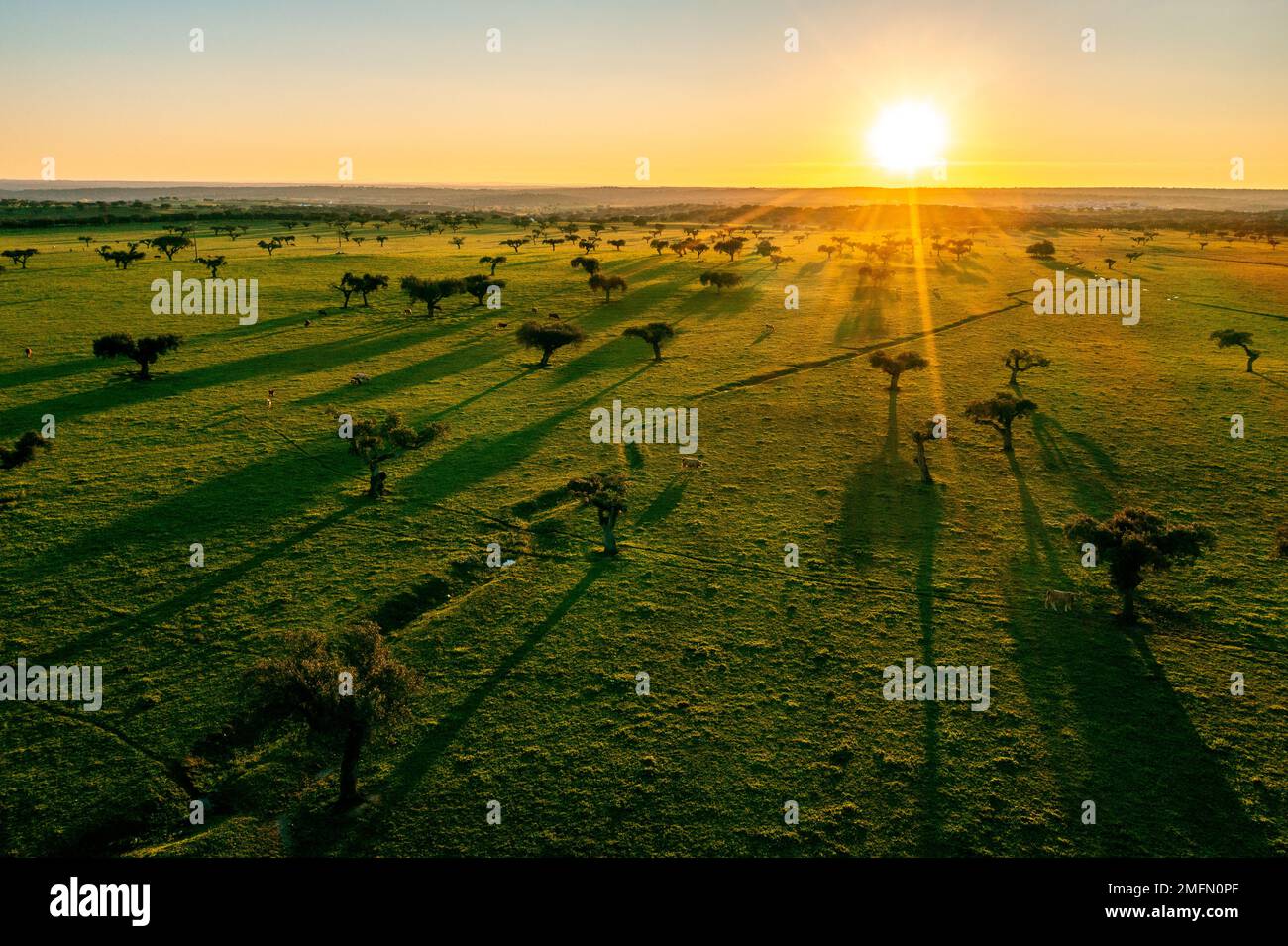 Aerial view of the countryside of the Alentejos Farm Ranches at Sunset ...