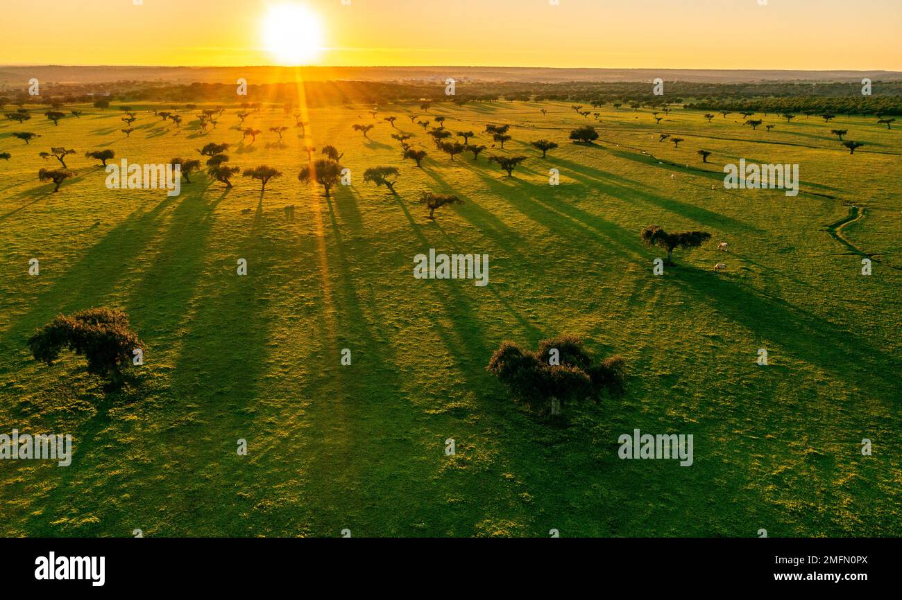 Aerial view of the countryside of the Alentejos Farm Ranches at Sunset ...