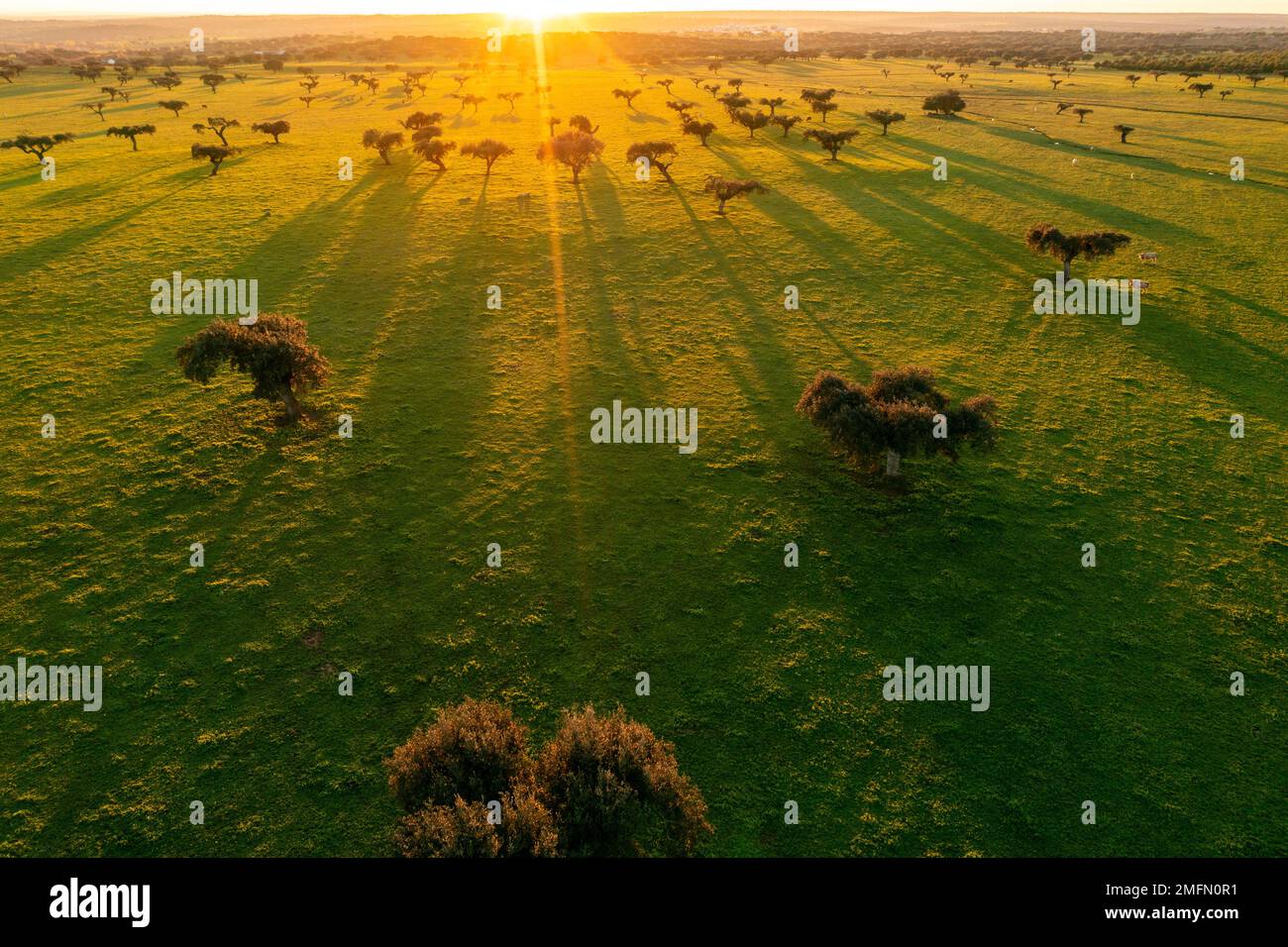 Aerial view of the countryside of the Alentejos Farm Ranches at Sunset ...