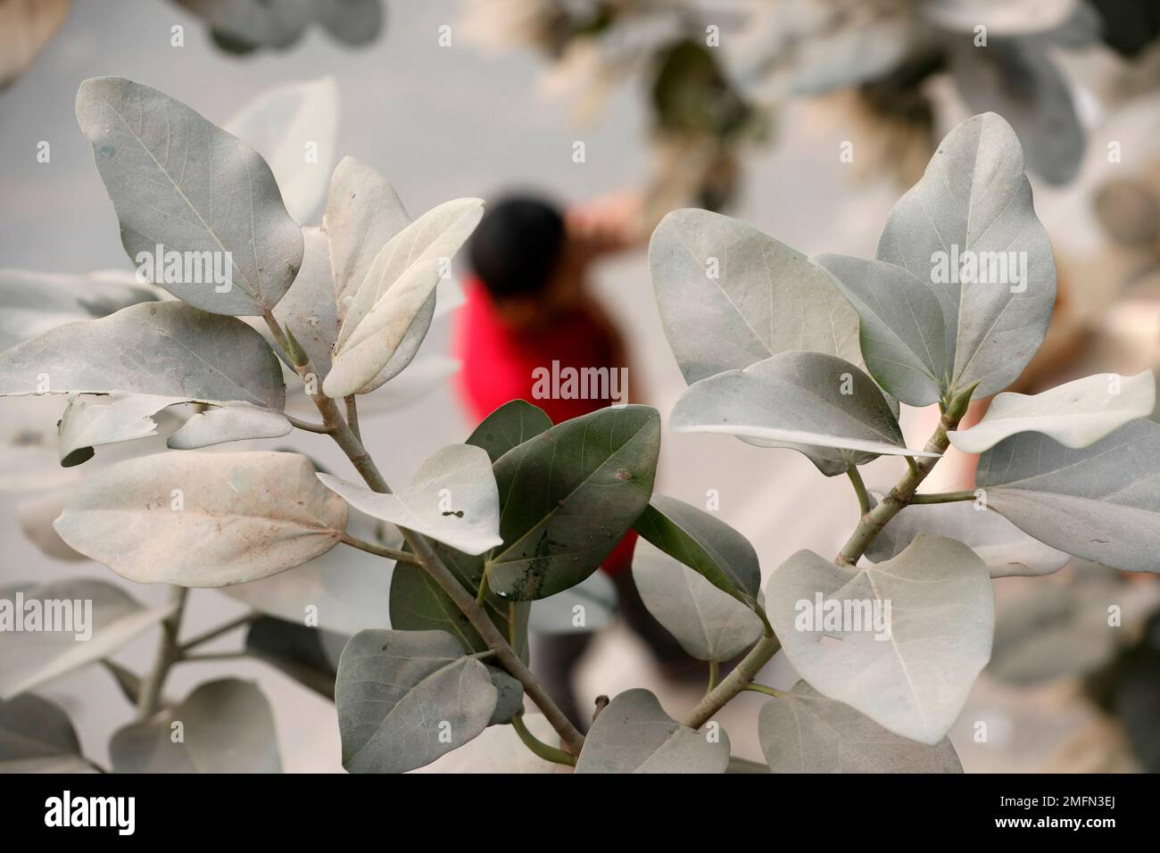 Dhaka, Bangladesh - January 25, 2023: There is so much dust accumulated on the leaves of the ...
