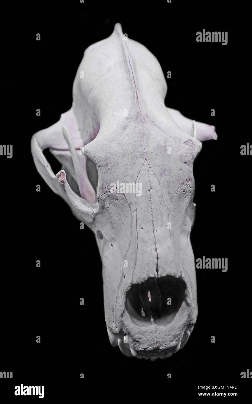 Polar bear skull.Ursus maritimus.Hypercarnivorous bear from the Arctic ...