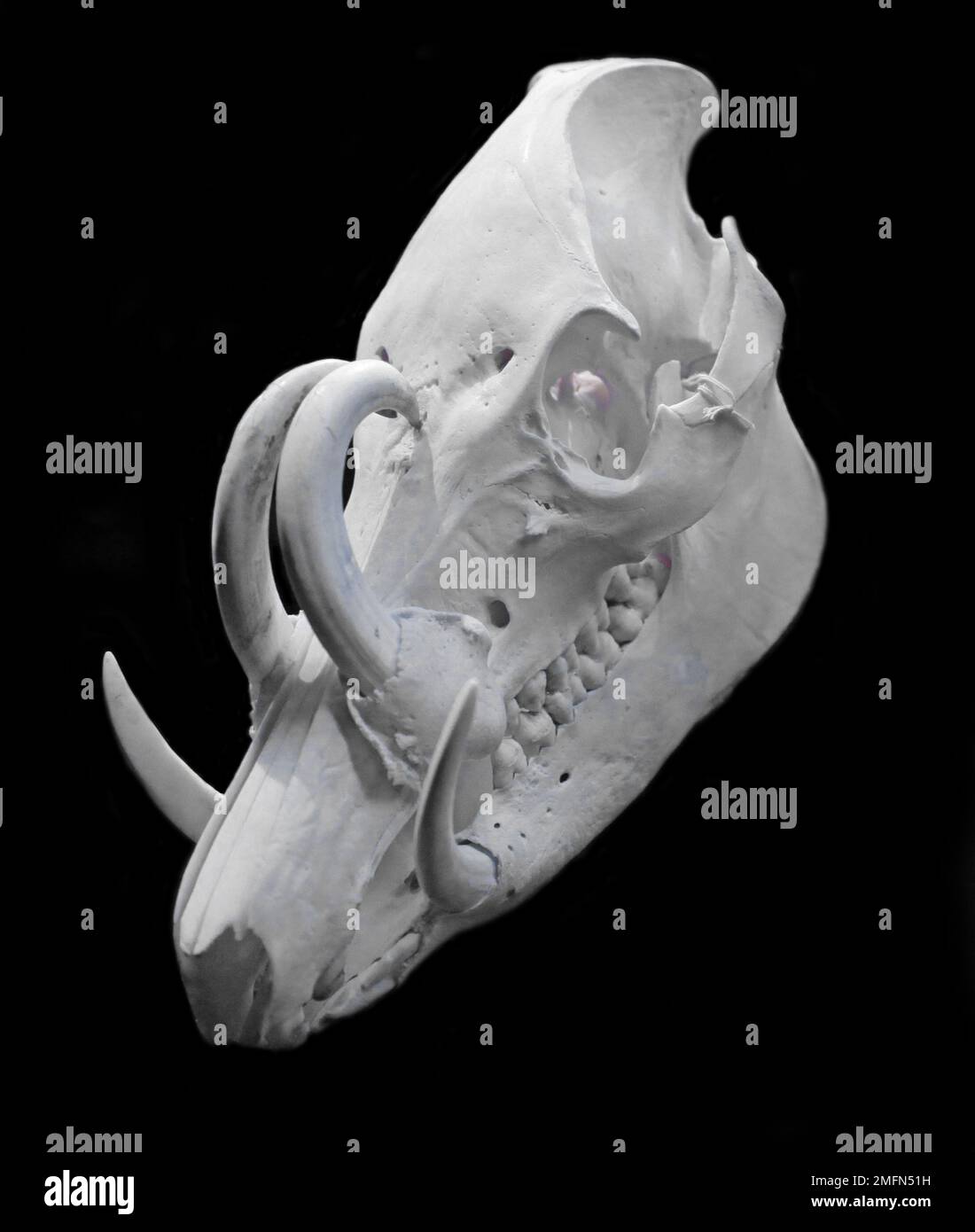 Pig like hi-res stock photography and images - Alamy