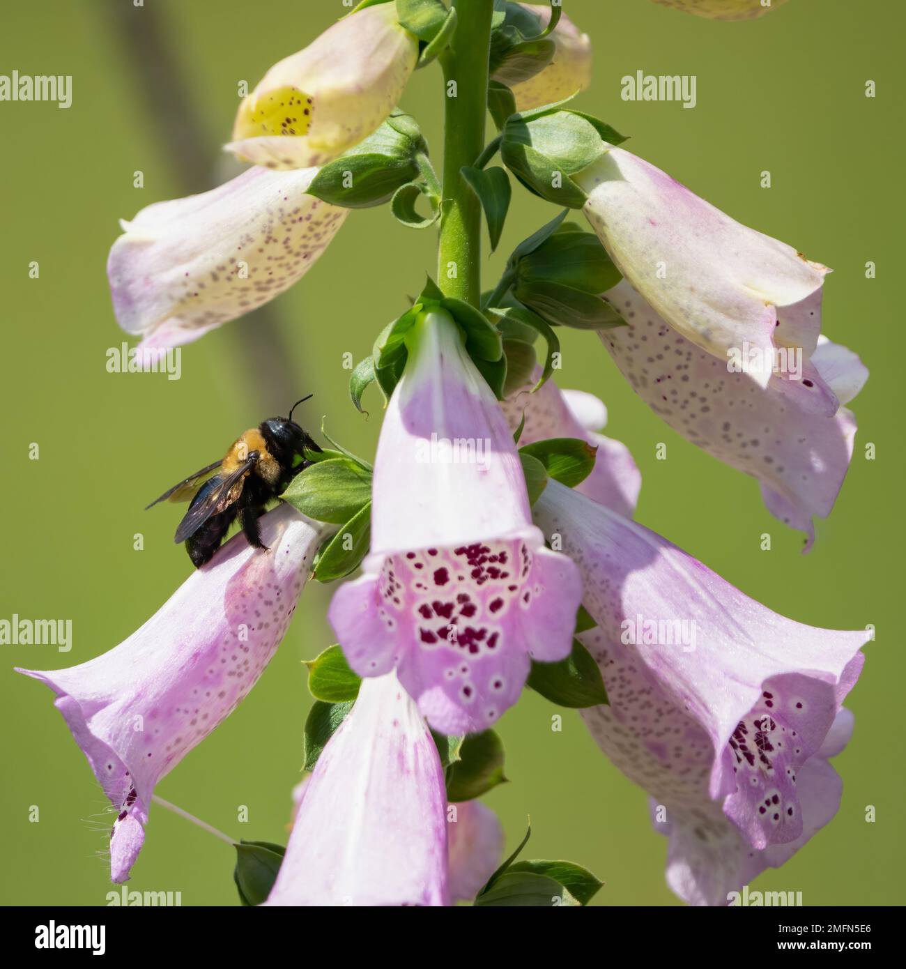 A close-up shot of a Carpenter Bee pollinating purple flowers in spring ...