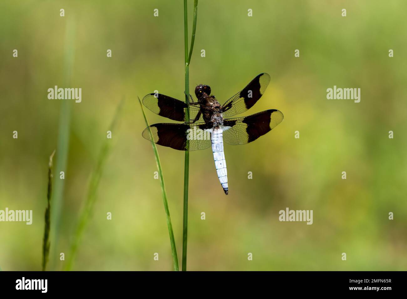 Common whitetail skimmer dragonfly hi-res stock photography and images ...