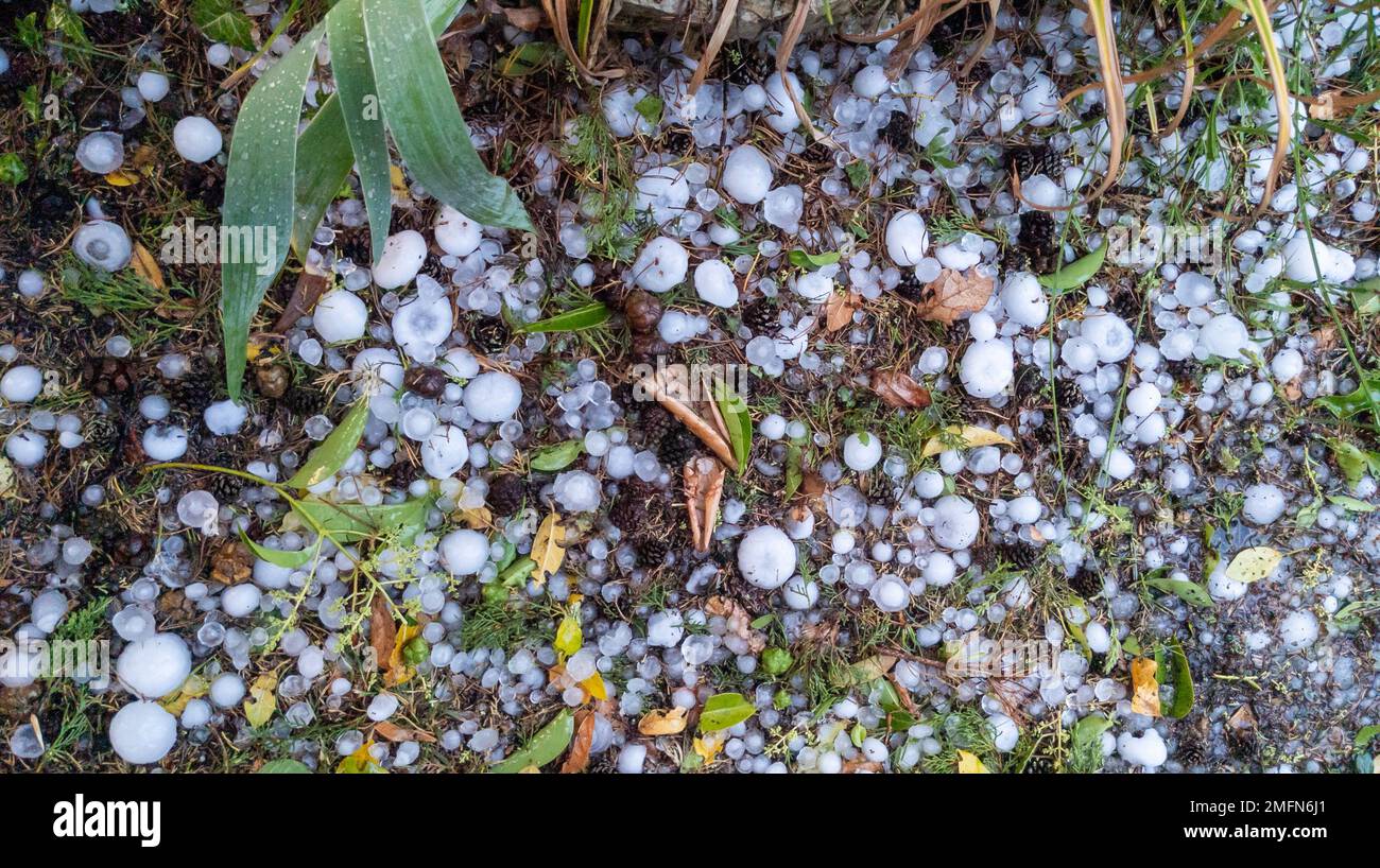 Hail after hailstorm on green plant in garden many ice balls after ...
