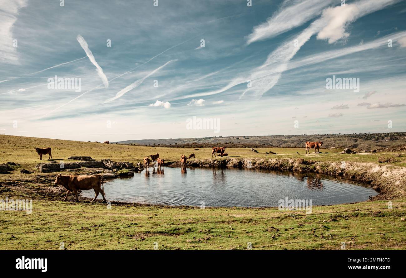 cows grazing at the cattle trough in Extremadura dehesas Stock Photo ...