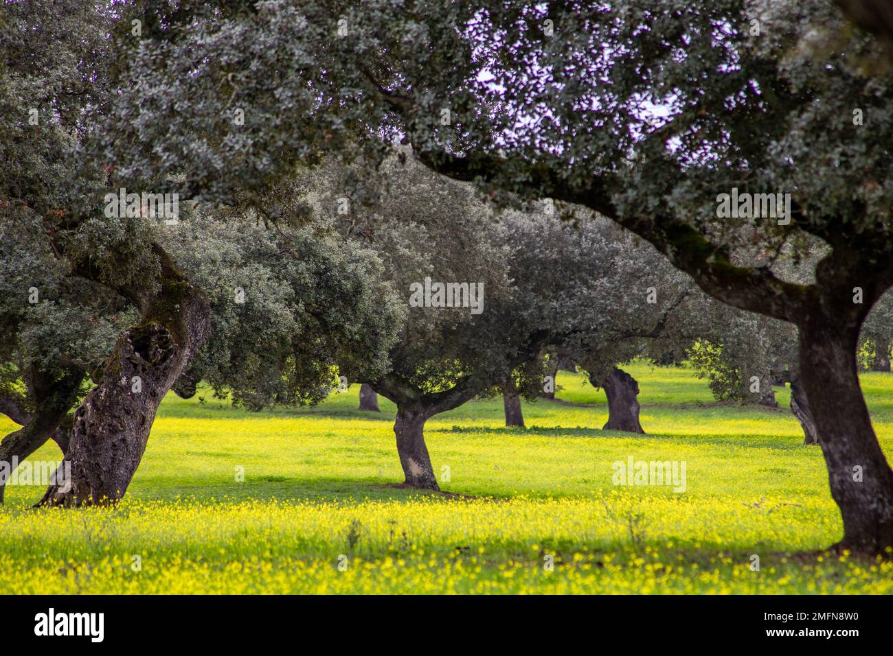 Holm oak meadows hi-res stock photography and images - Alamy