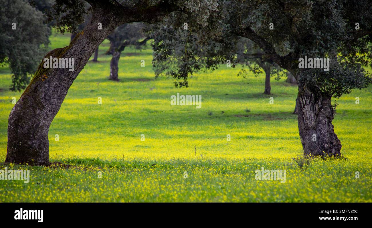 Holm oaks in yellow meadows in Alentejo Stock Photo - Alamy