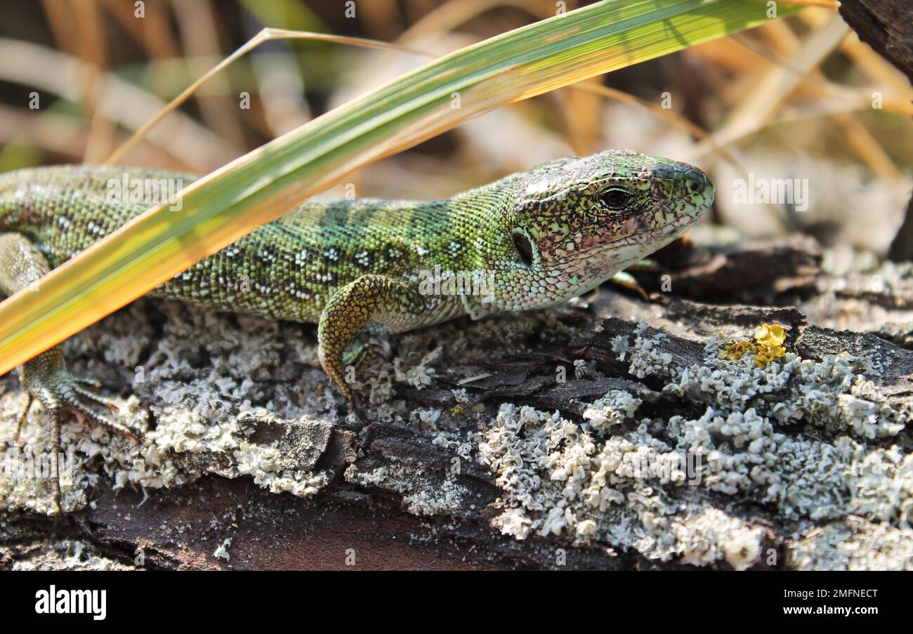 European eyed lizard hi-res stock photography and images - Alamy