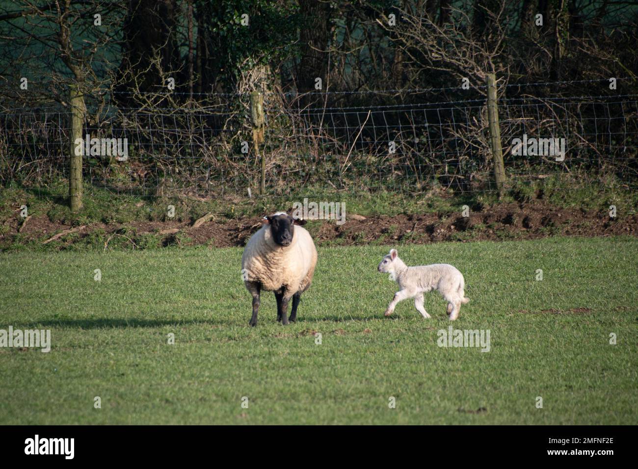 Fries land hi-res stock photography and images - Alamy