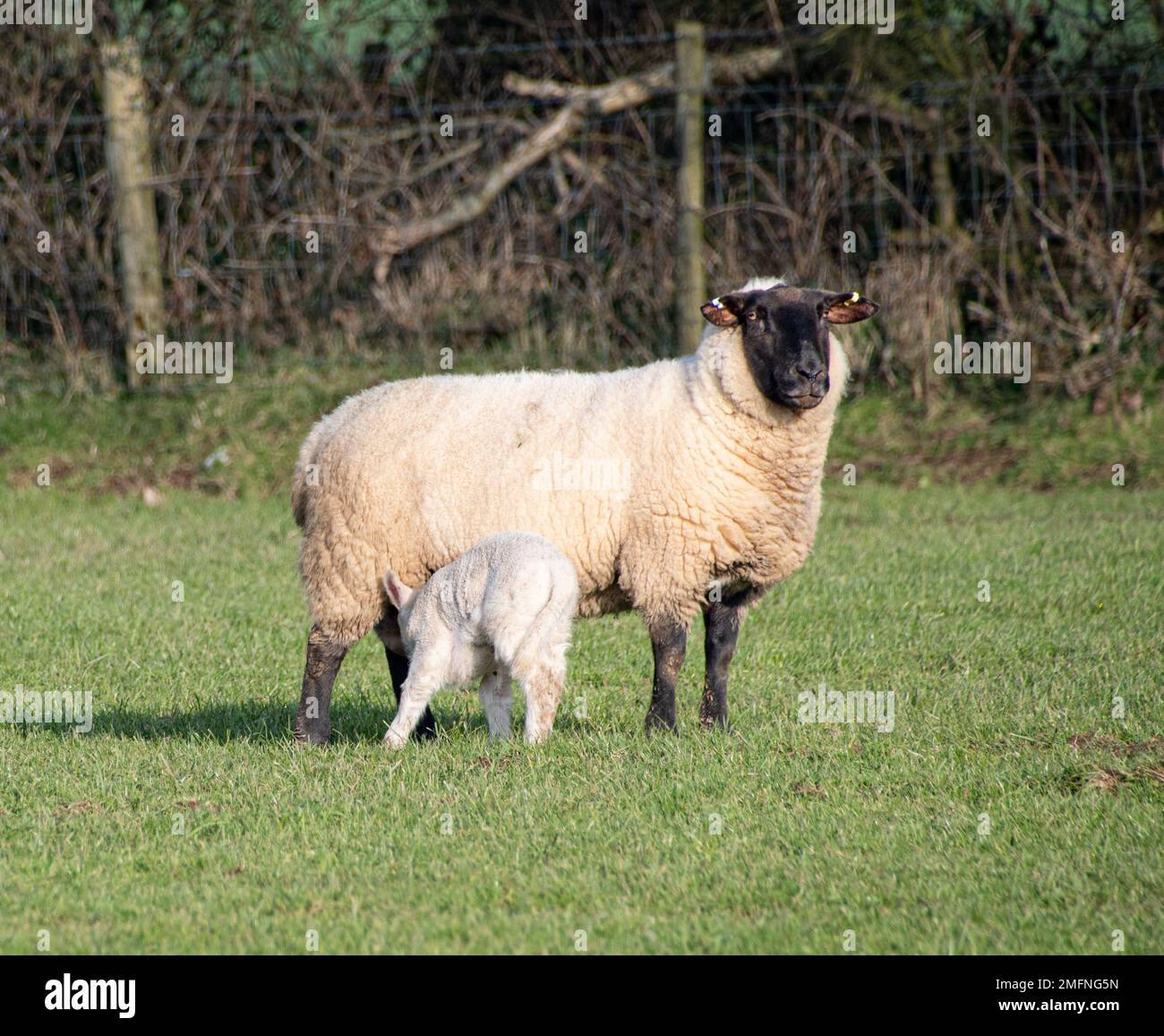 Spring land in fries with ewe its mother easter Stock Photo - Alamy