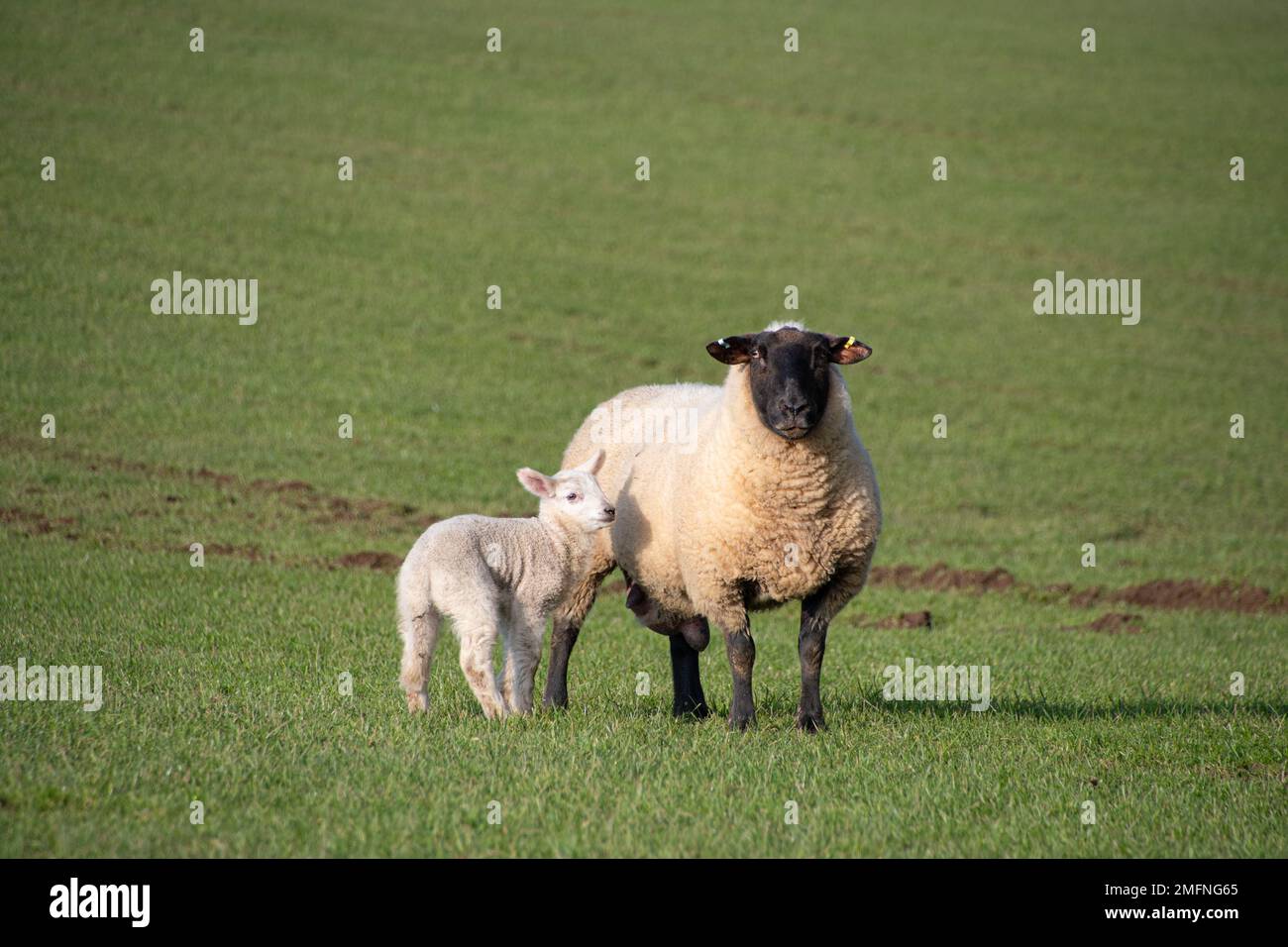 Spring land in fries with ewe its mother easter Stock Photo - Alamy