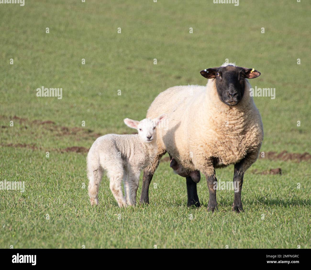 Spring land in fries with ewe its mother easter Stock Photo - Alamy