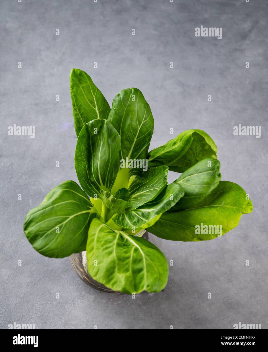 Fresh pak Choi Chinese Cabbage on dark background. The concept of ...
