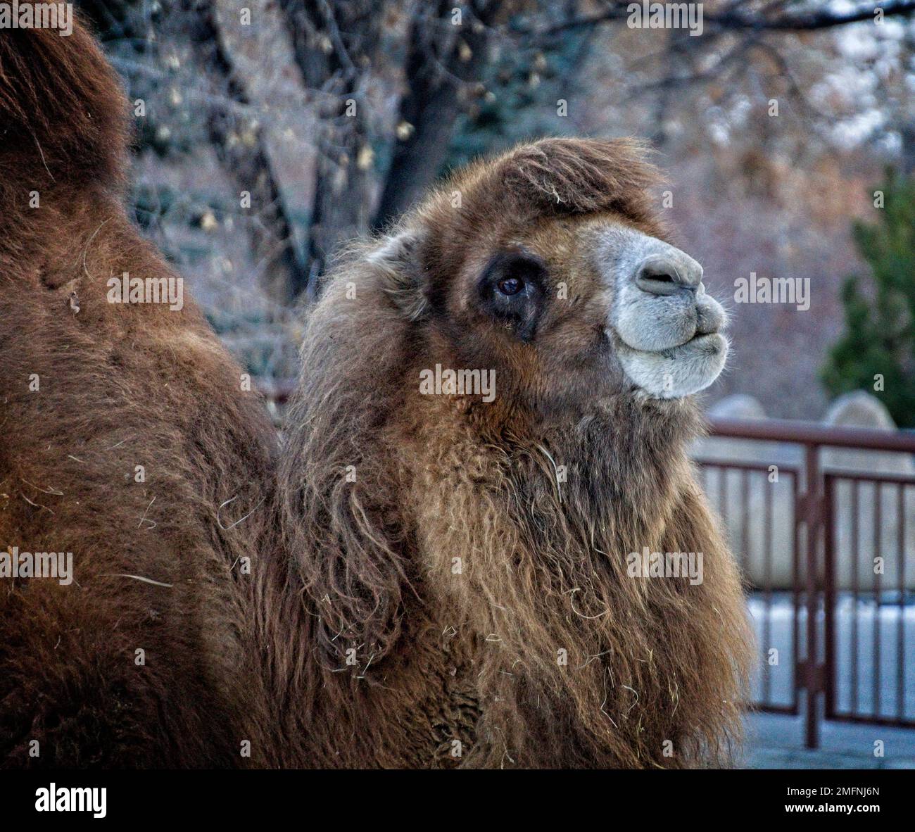 Calgary Zoo Alberta Stock Photo - Alamy