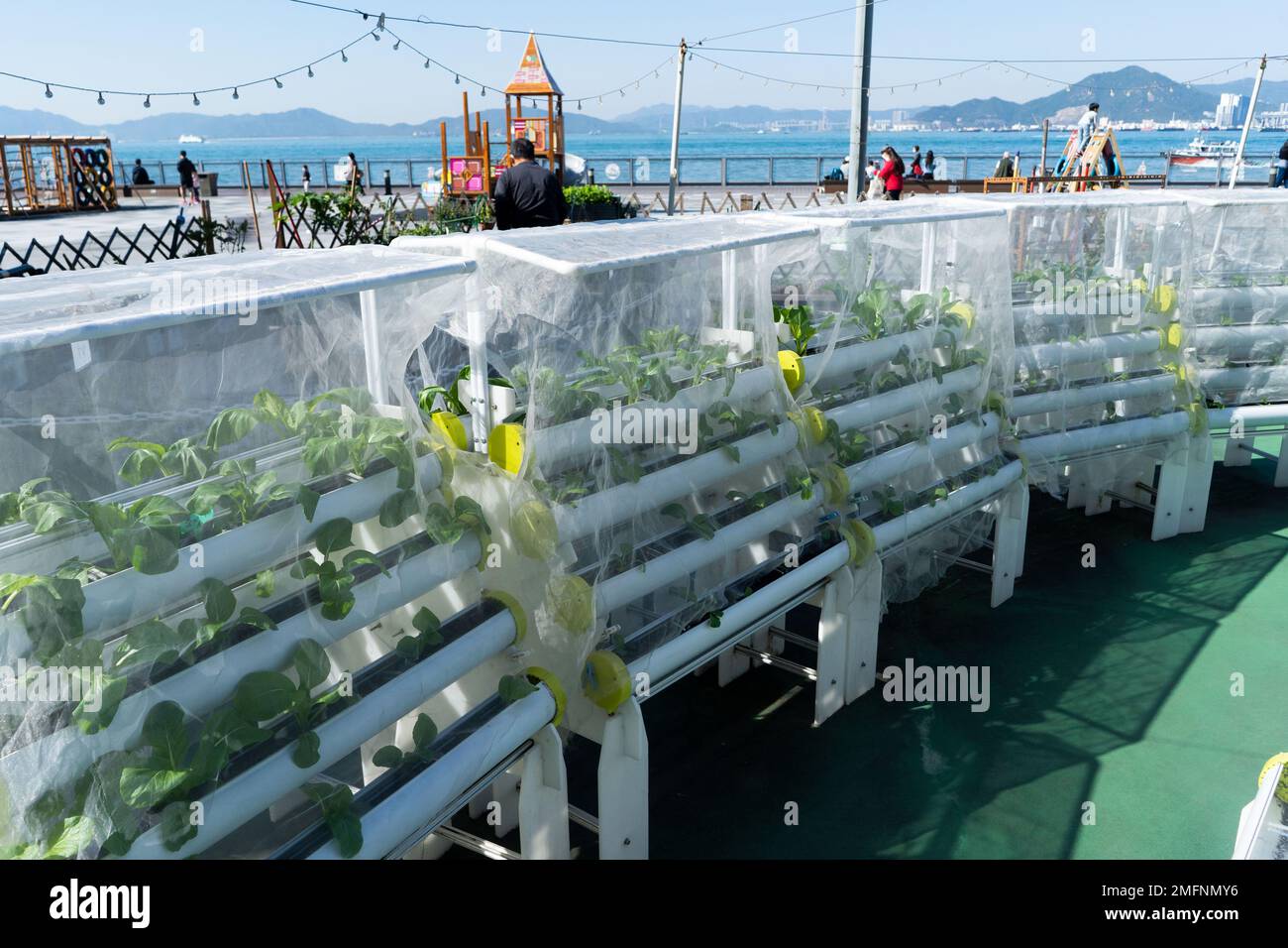 K-FARM is the first urban farm in Hong Kong incorporating hydroponics ...