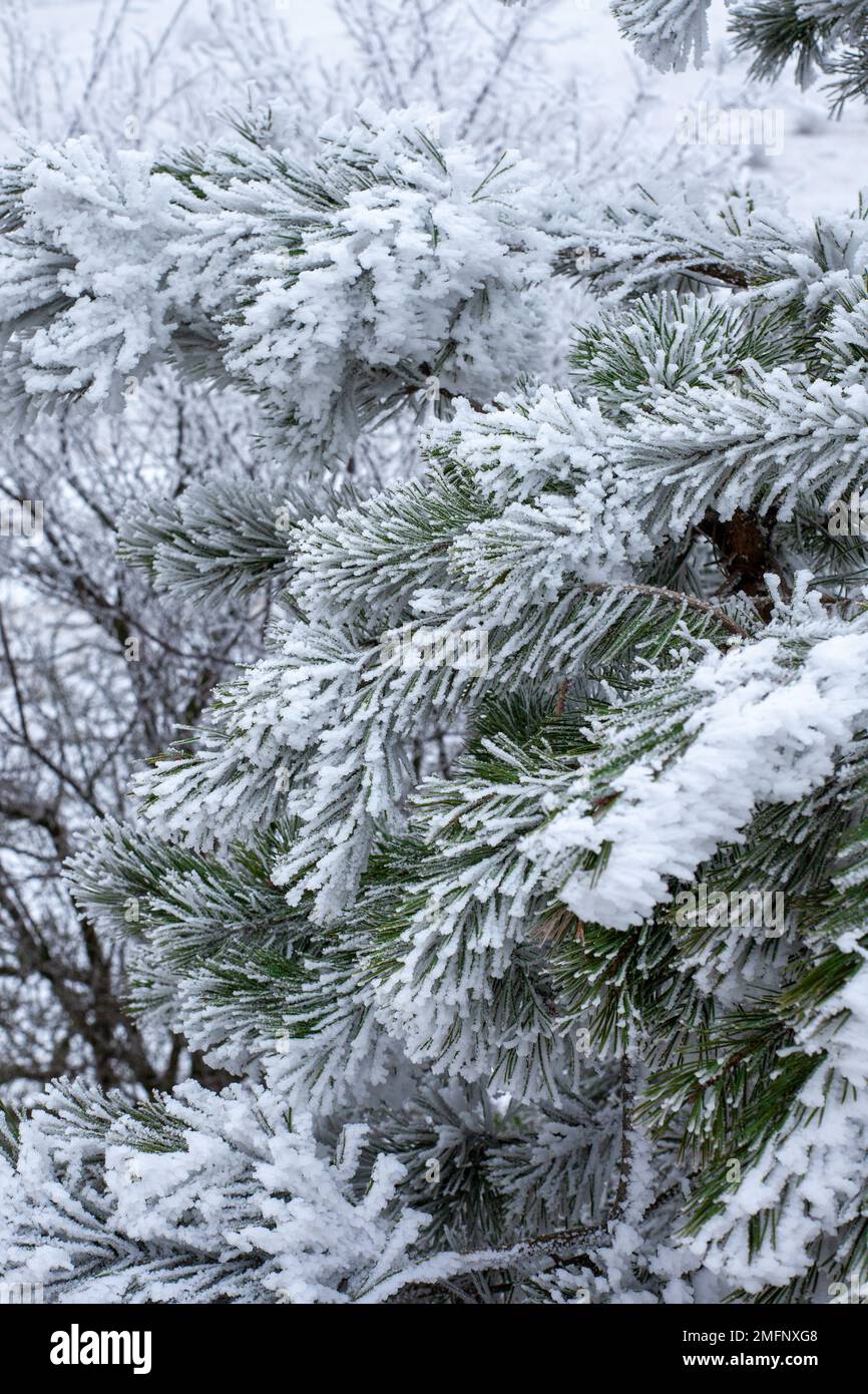 Pine branches covered with white snow and hoarfrost in winter on a ...