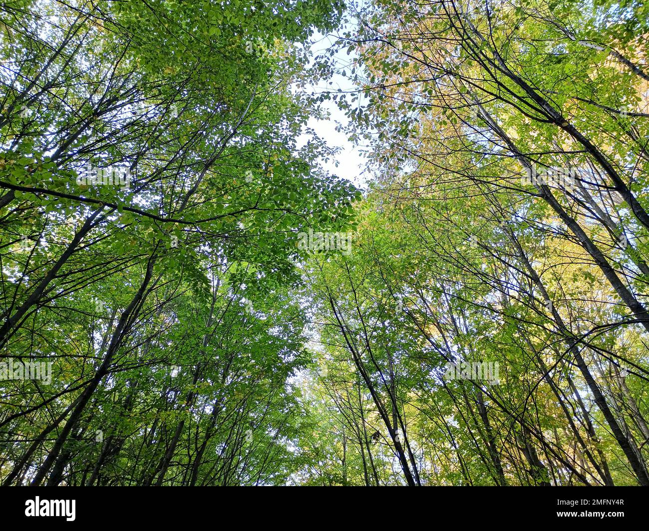 Green young trees in a dense forest. The tops of the trees are covered ...