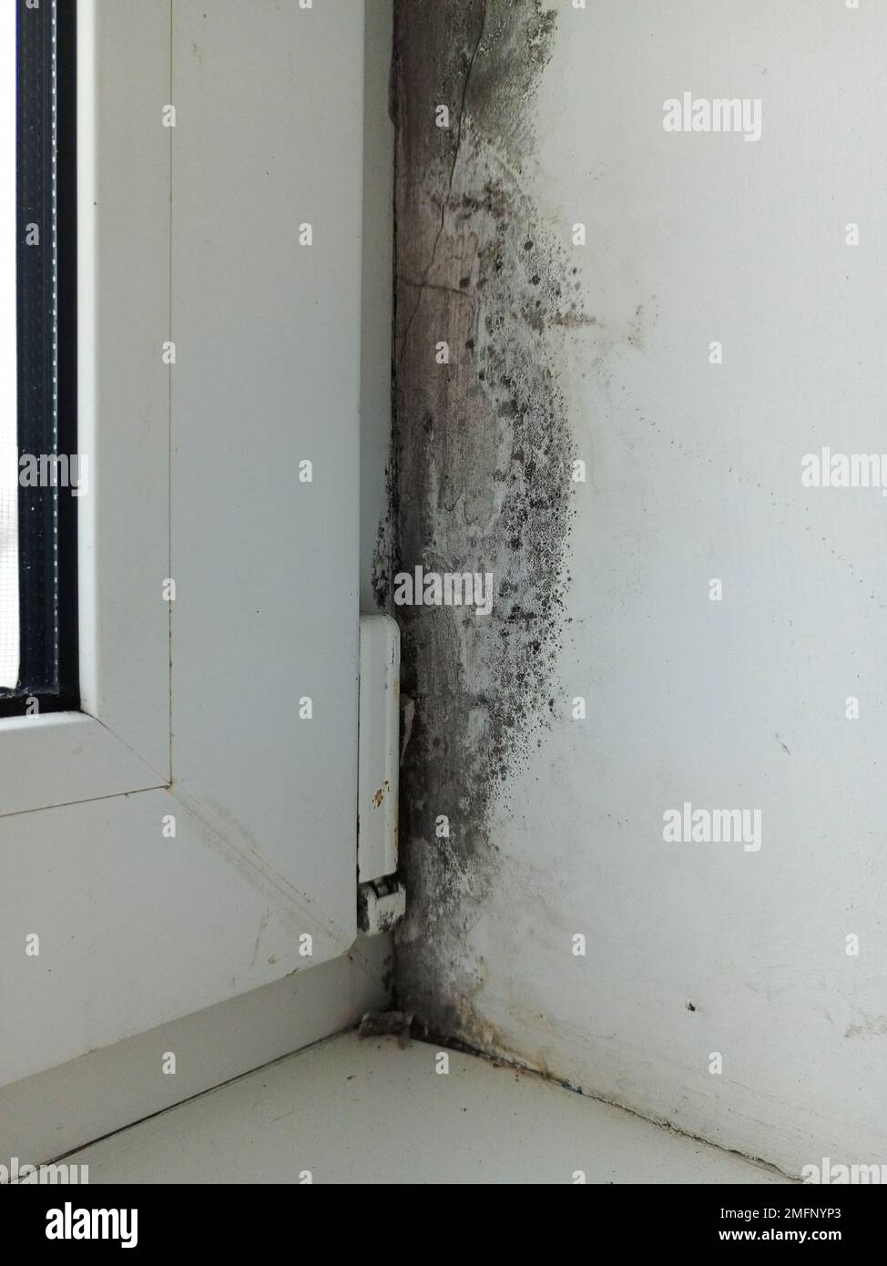 Mold on the wall near the window close-up. The window is covered with ...