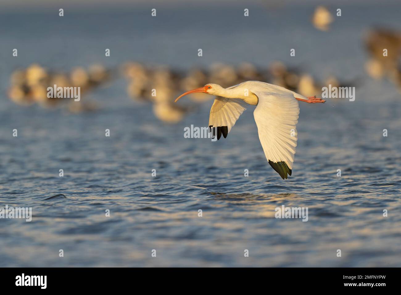 An American white ibis (Eudocimus albus) in flight at the coastline ...