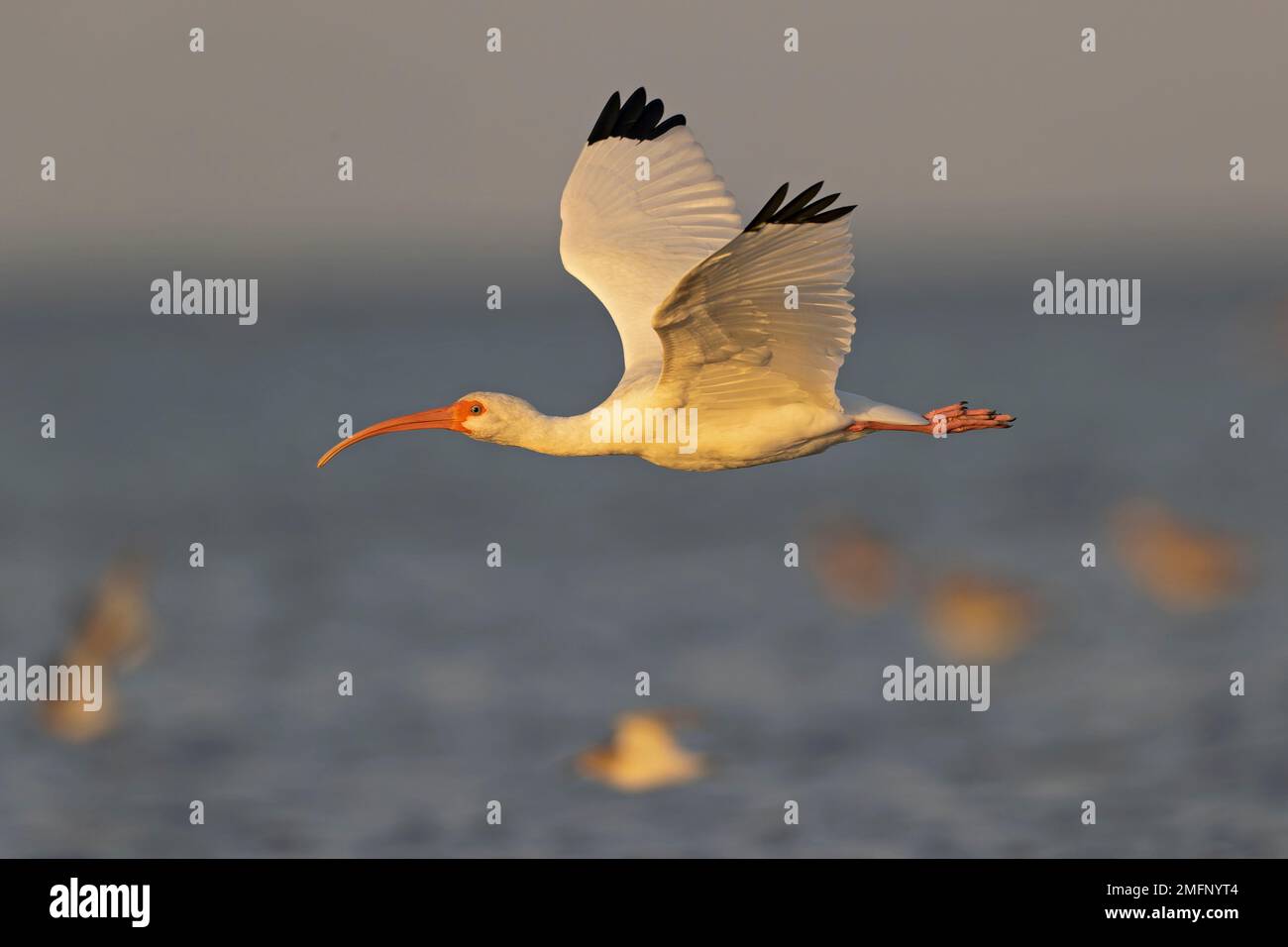 American white ibis flying hi-res stock photography and images - Alamy