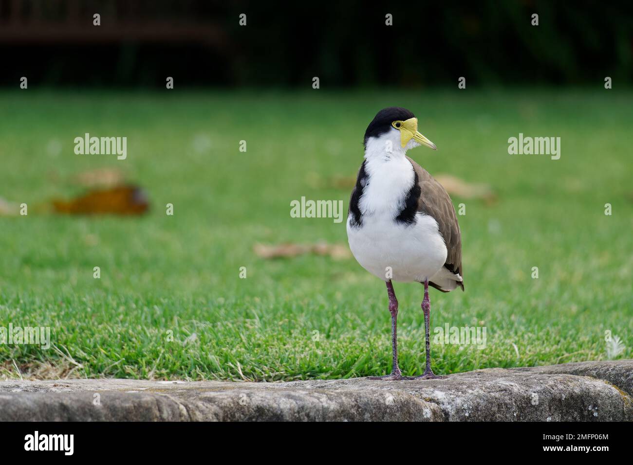 Masked Lapwing Standing By Water Stock Photo - Alamy