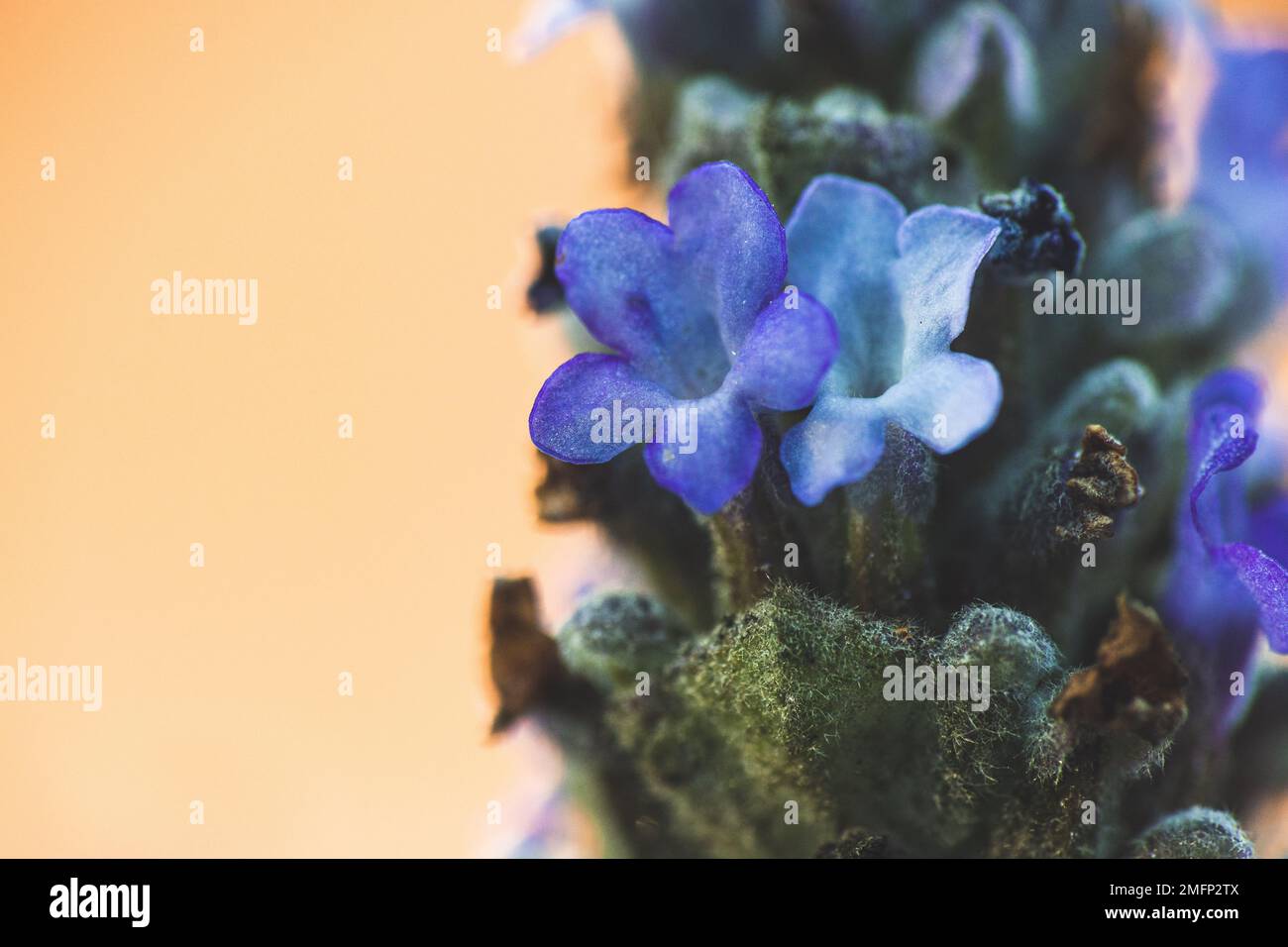 Macro photography of lavender flowers, lilac, blue or violet flower ...