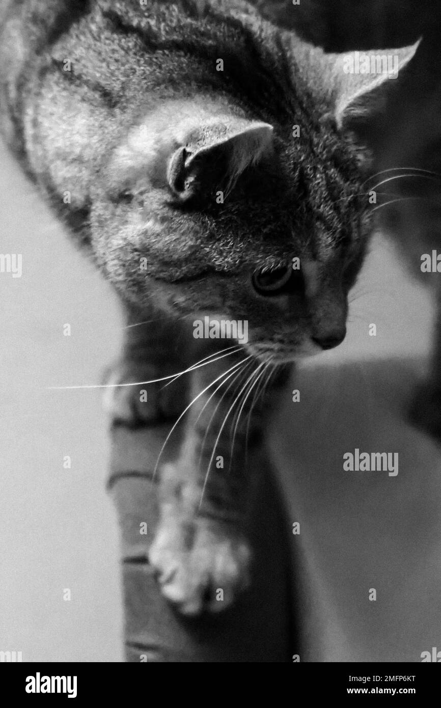 A grayscale shot of a cute tabby cat Stock Photo - Alamy
