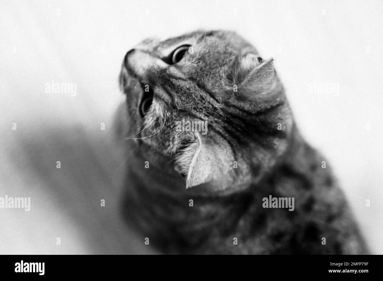 A Grayscale shot of a cute tabby cat Stock Photo - Alamy