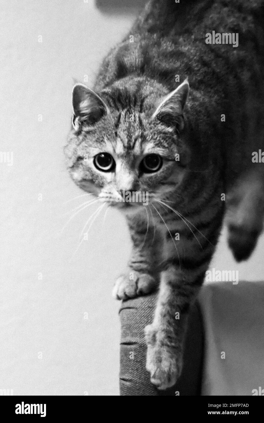 Tabby cat animal portrait Black and White Stock Photos & Images - Alamy