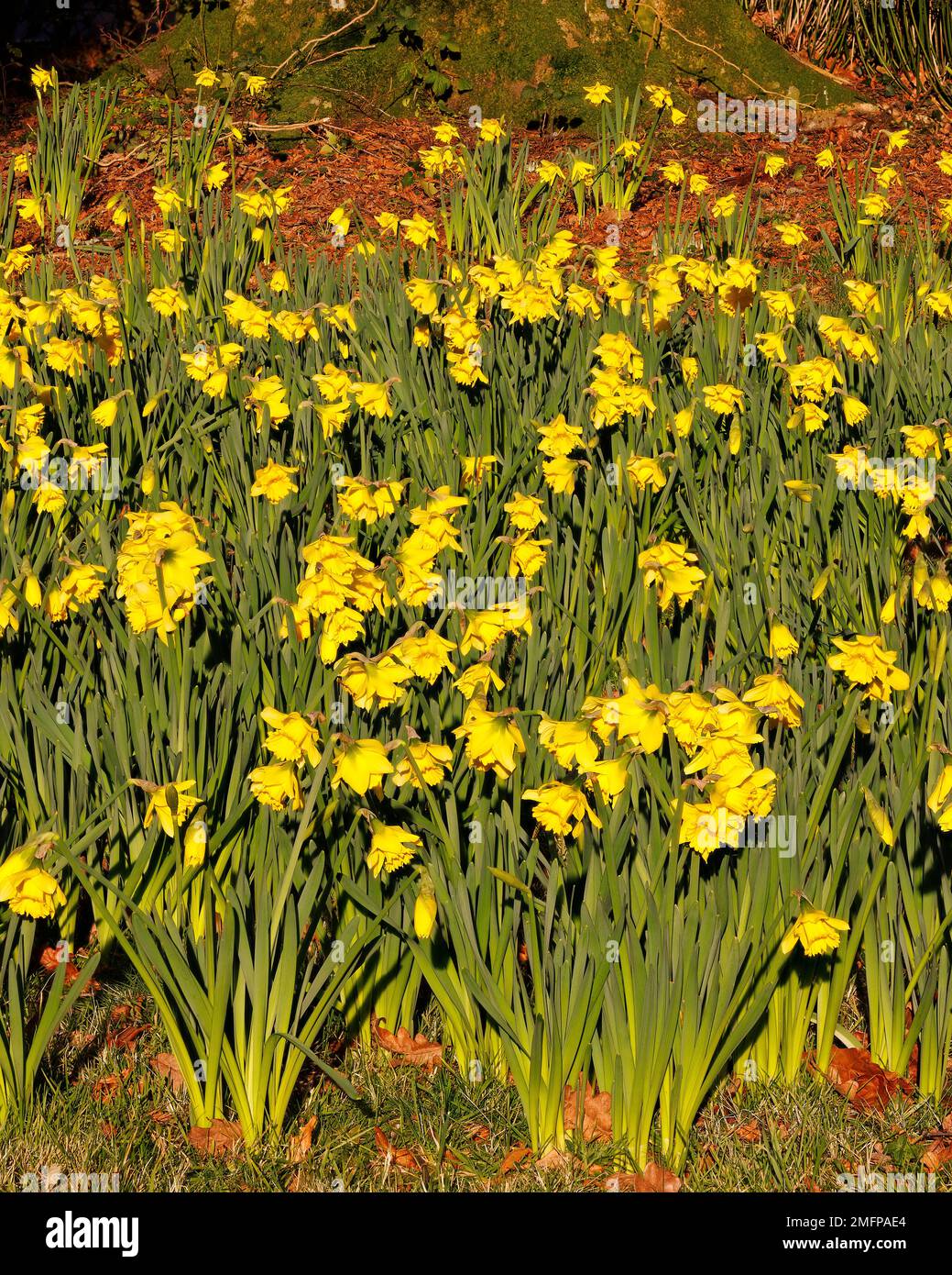 Rijnveld's early sensation hi-res stock photography and images - Alamy