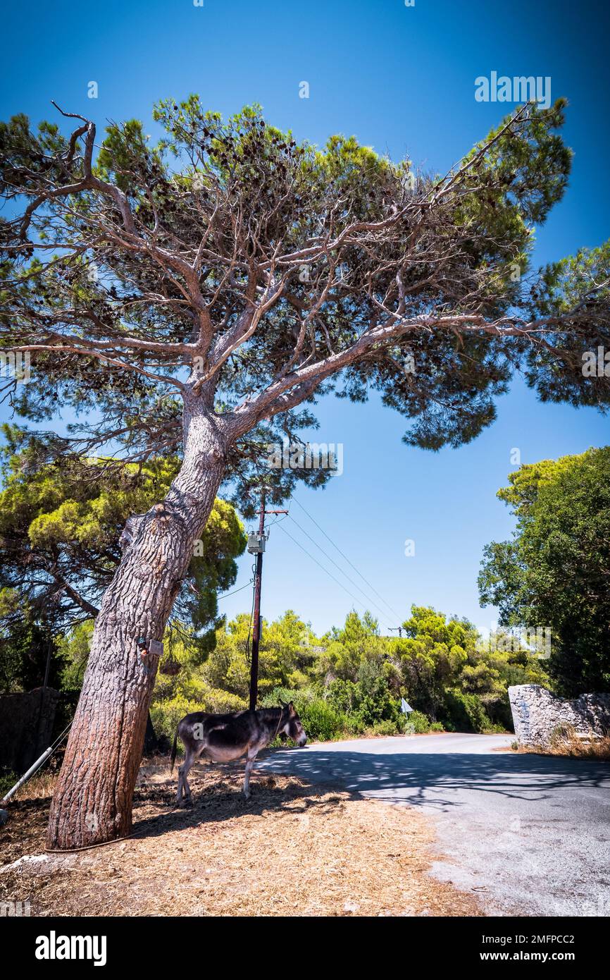 Donkey under tree hi-res stock photography and images - Alamy