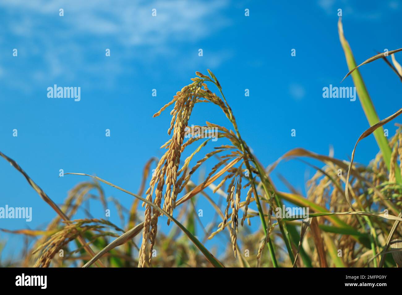Ripe rice field and sky landscape on the farm of bangladesh Stock Photo ...