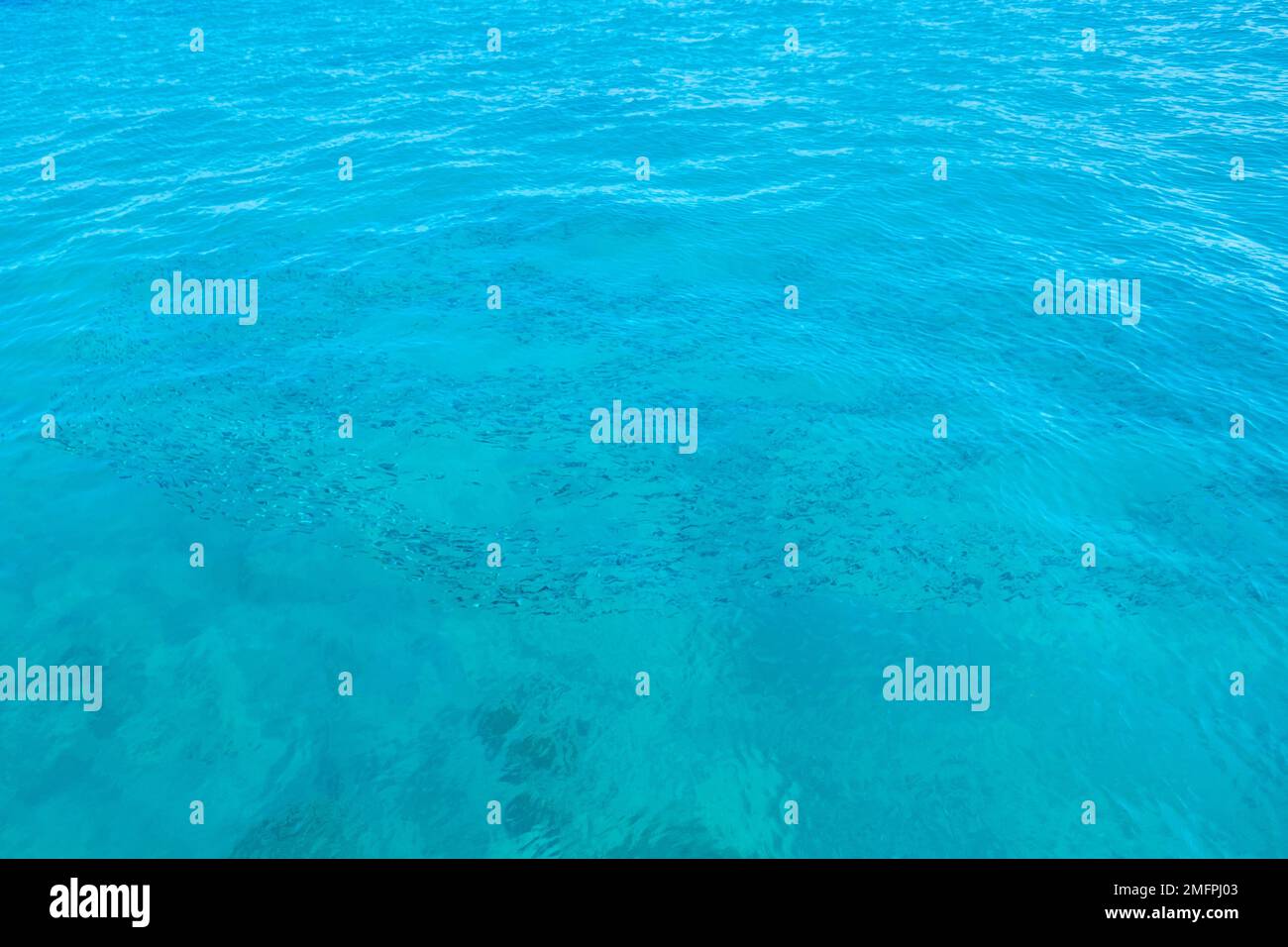 A flock of fish in clear blue water. Sea background Stock Photo - Alamy