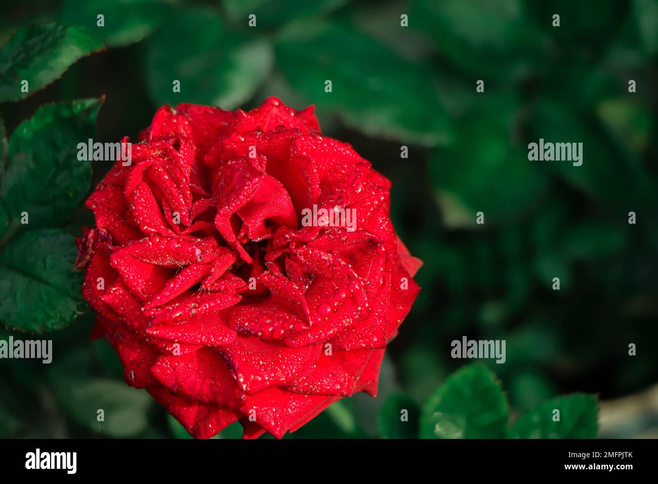 Closeup of single blooming red rose for valentines day or holidays ...