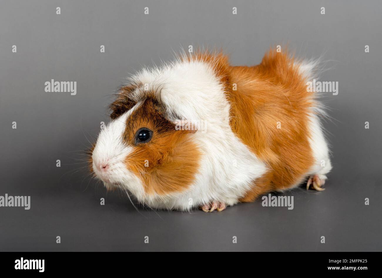 Guinea pig rosette on a gray background. Fluffy cute rodent guinea pig ...