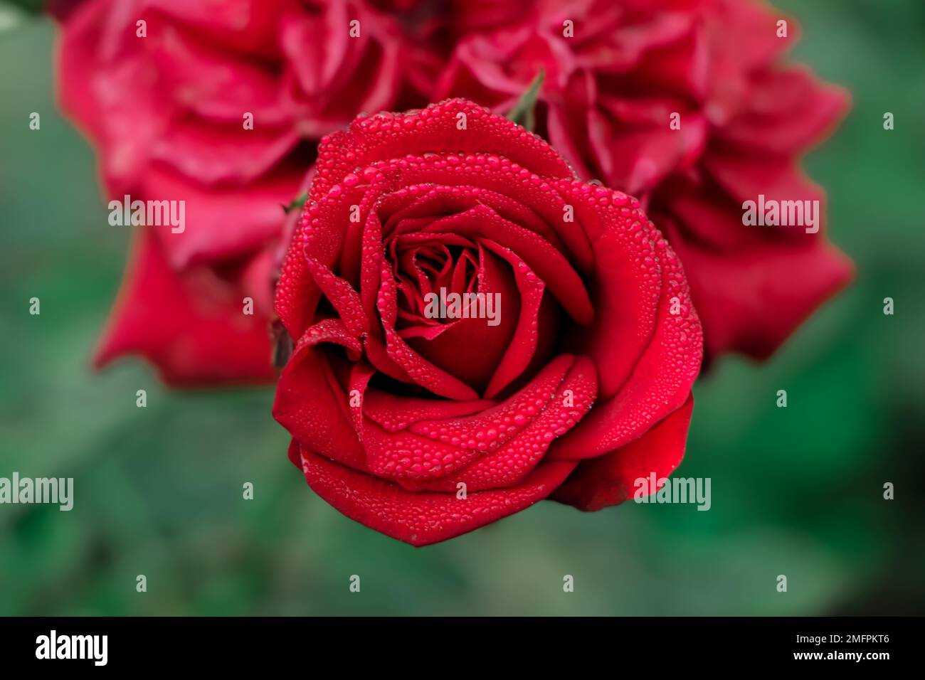 Selective focus on single red rose blooming in botanical garden of ...