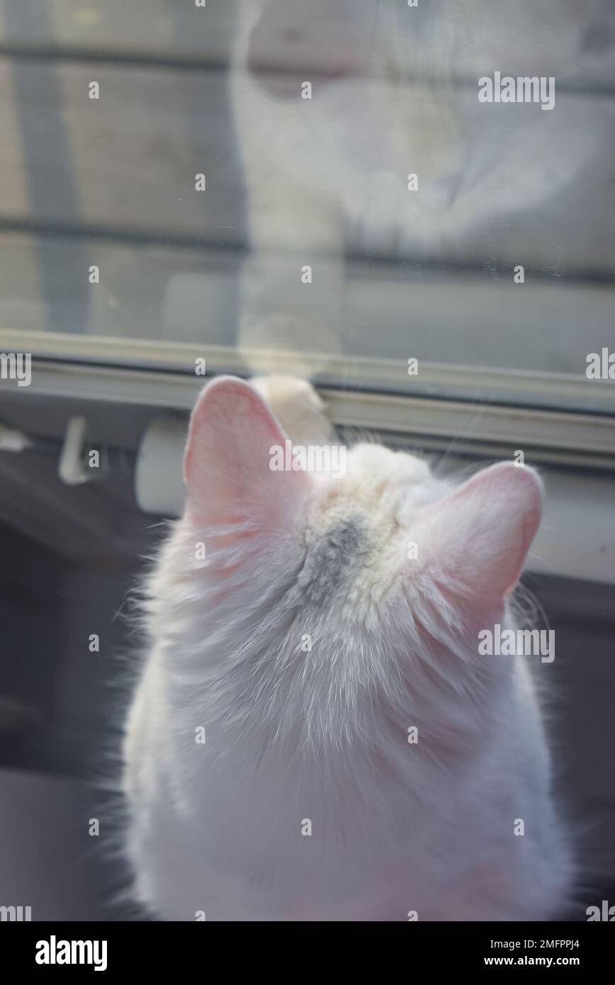 A vertical overhead shot of a back of a white cat looking out the ...