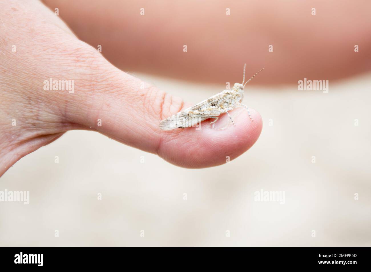 small grasshopper sand on the thumb of a woman hand Stock Photo - Alamy