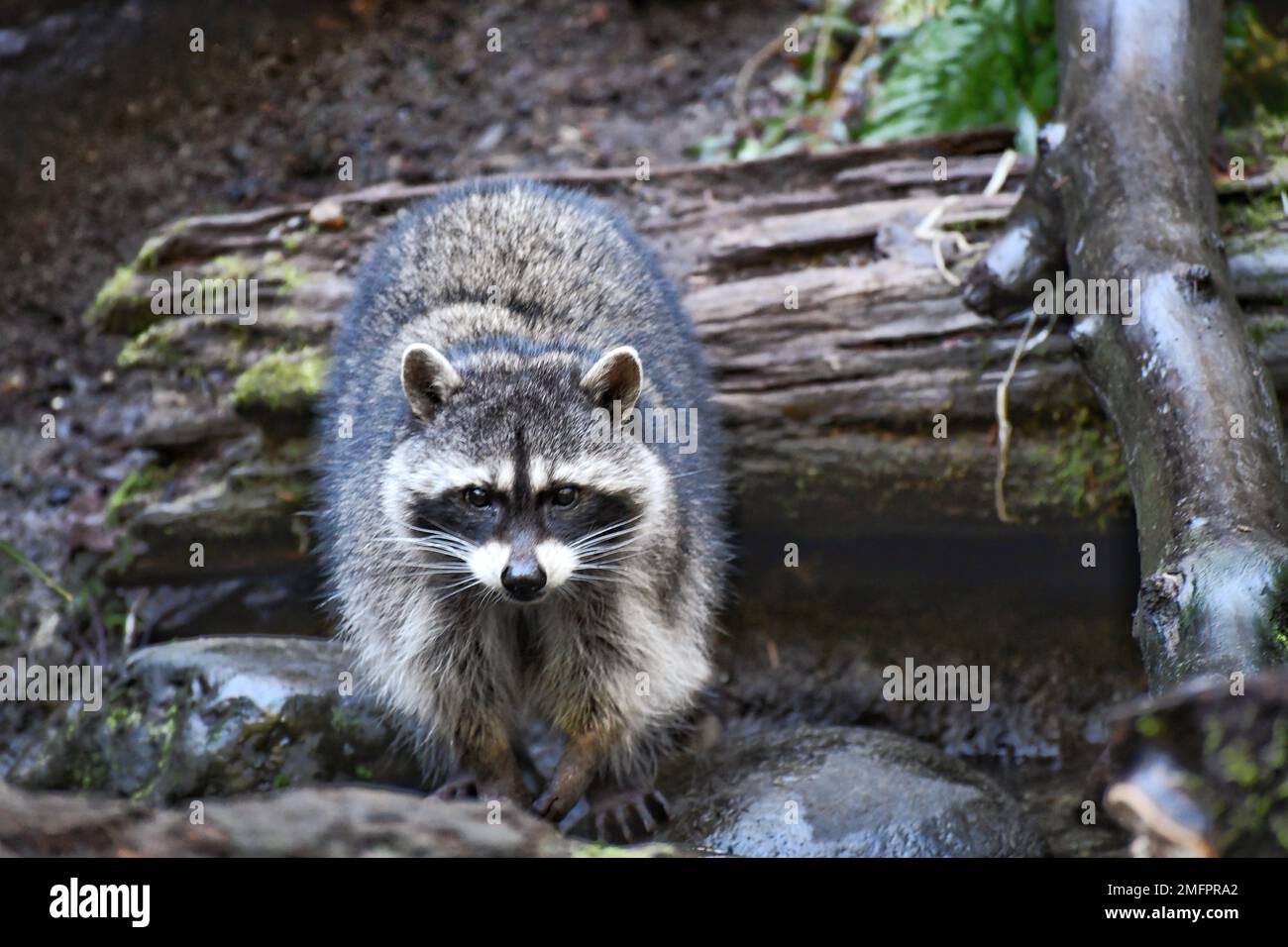 A wild raccoon walking in the forest Stock Photo - Alamy