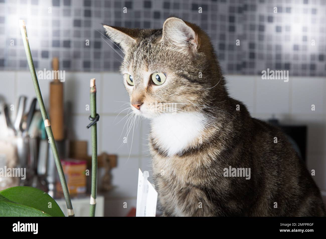 Cat trying to steal food from kitchen at home Stock Photo - Alamy