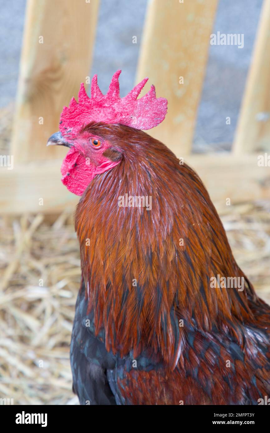 big rooster with red crest in henhouse Stock Photo - Alamy