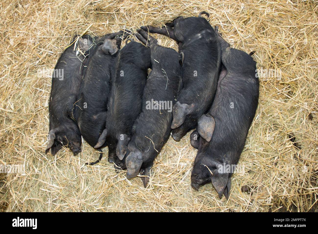 some black piglet lying in group in straw floor in farm Stock Photo - Alamy