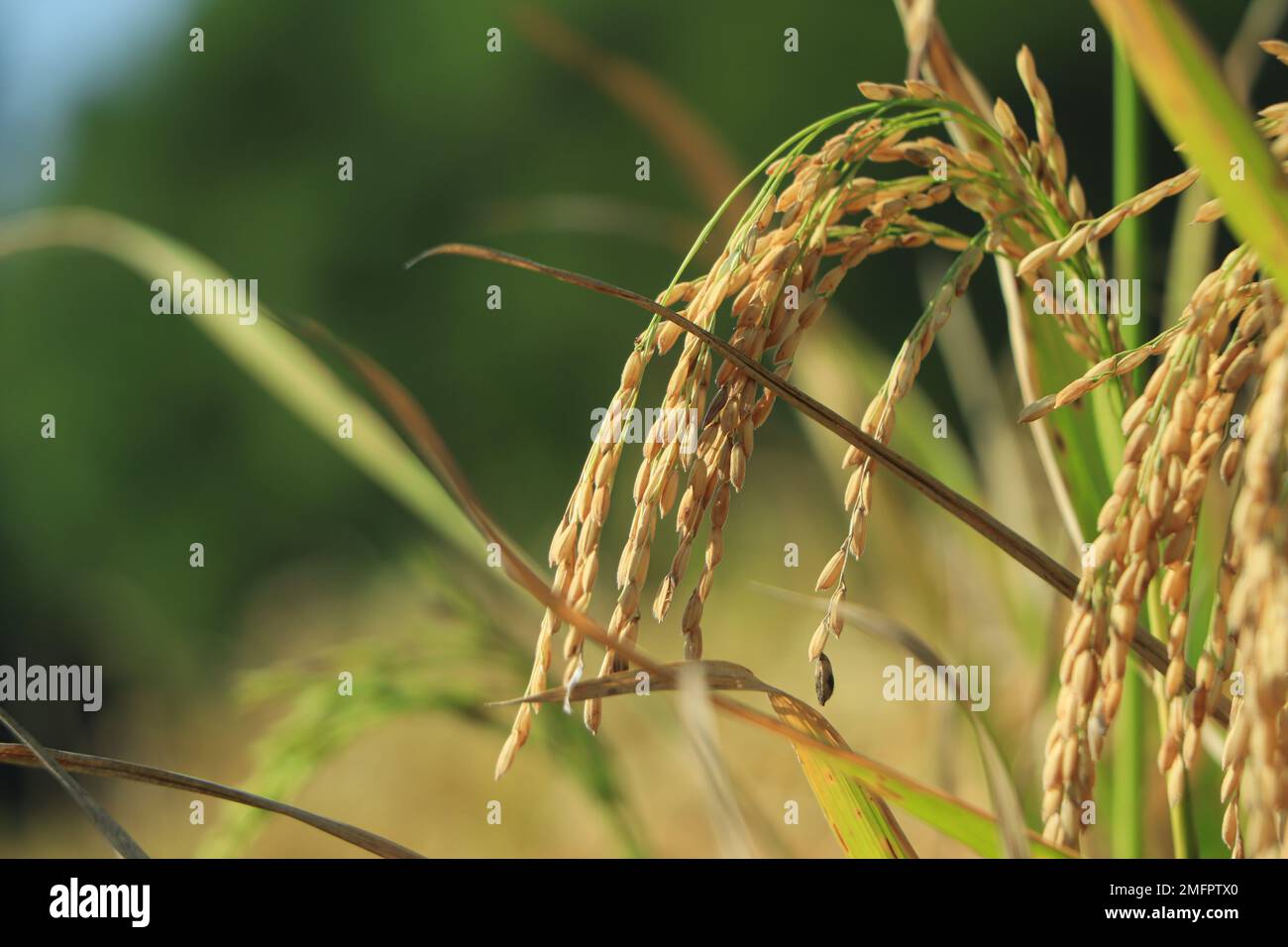 Mature rice in rice field, The rice fields are under the blue sky. The ...