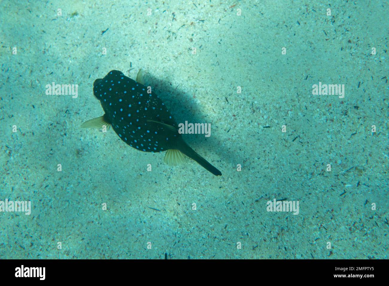 Underwater scene fish in sand beach Stock Photo - Alamy