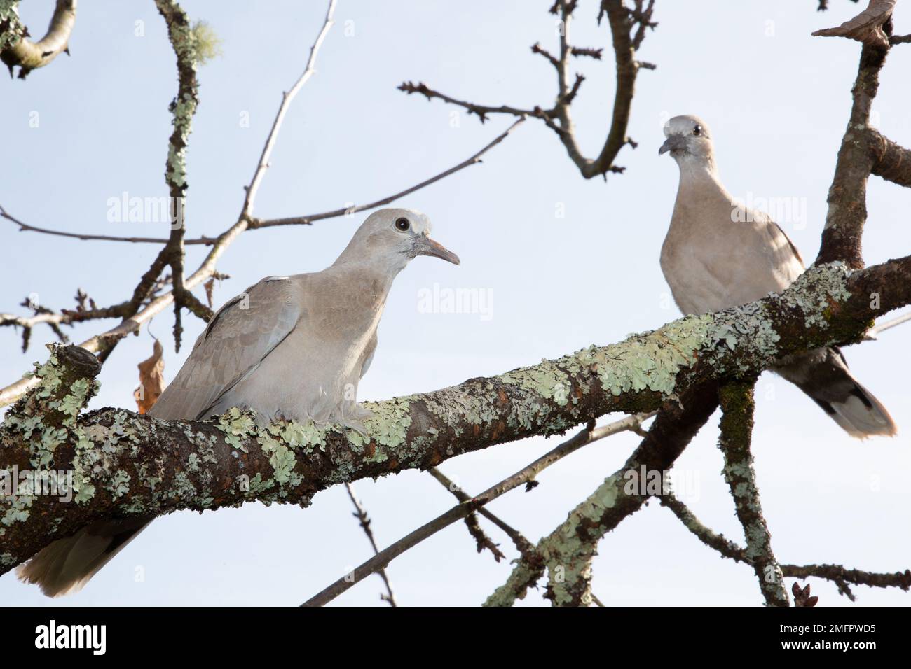 Turtle-doves two bird couple on tree Stock Photo - Alamy