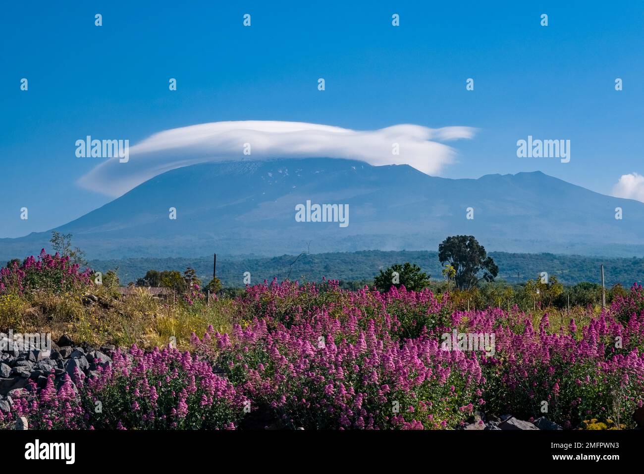 Landscape with flowers in front of Mt. Etna, with more than 3350 m the ...